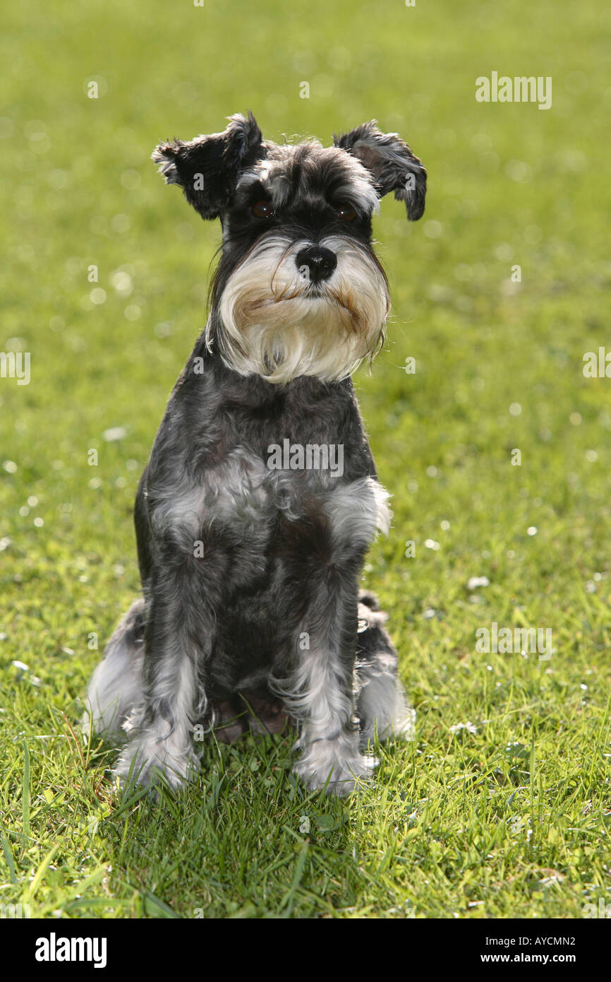 Miniature Schnauzer black silver Stock Photo - Alamy