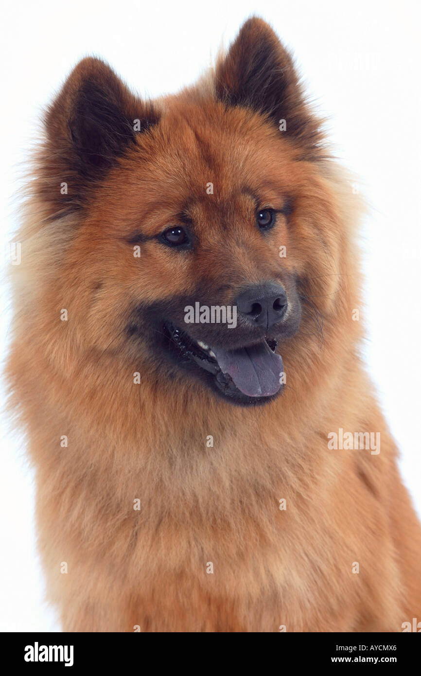 Eurasier dog portrait hi-res stock photography and images - Alamy
