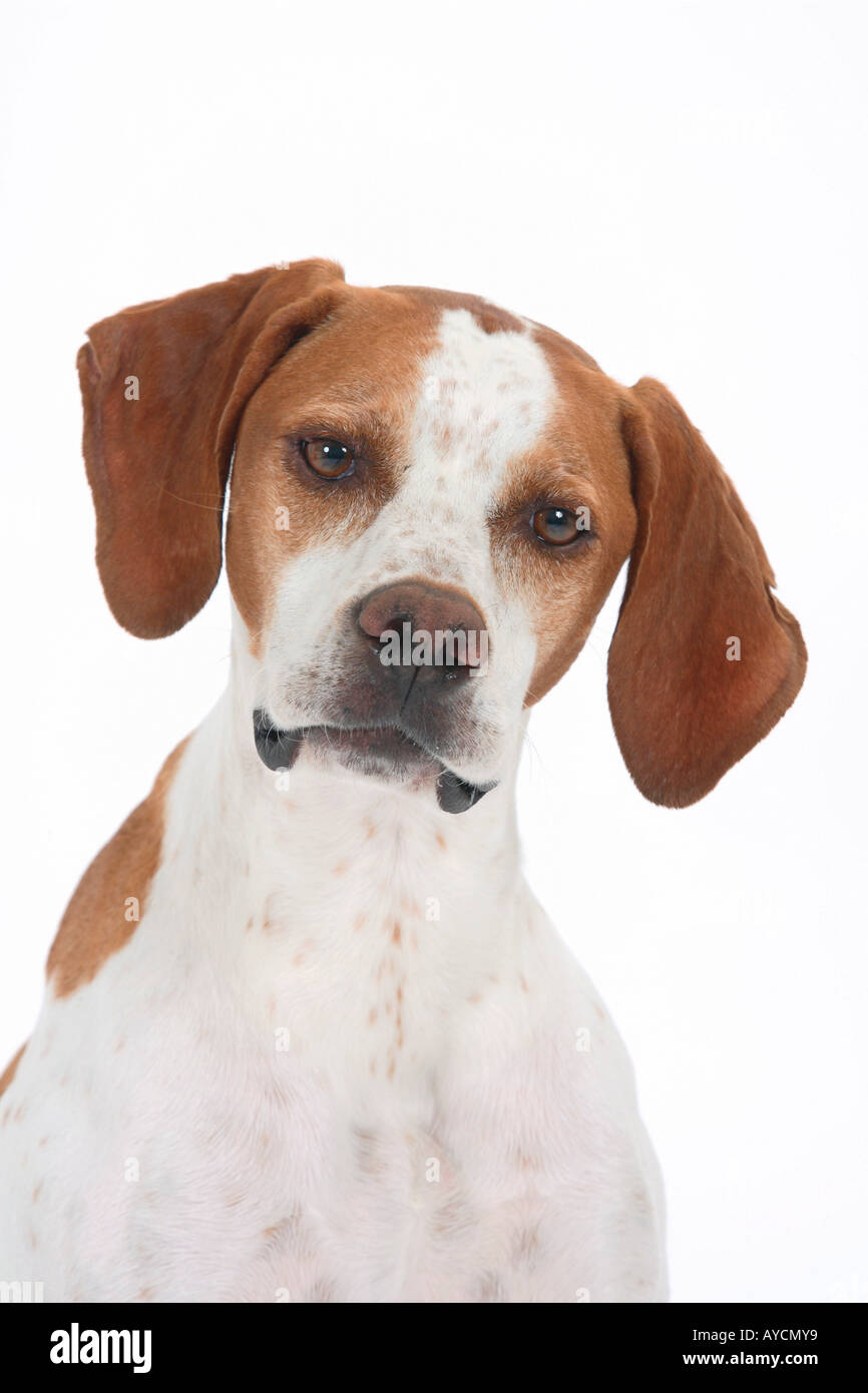 English pointer studio hi-res stock photography and images - Alamy