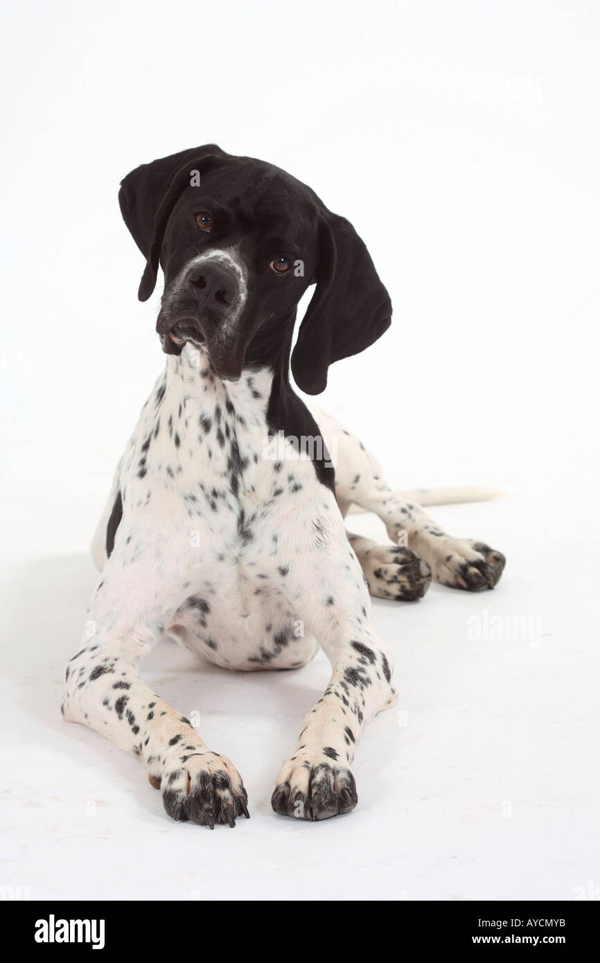 Dog english pointer adult pointing hi-res stock photography and images ...