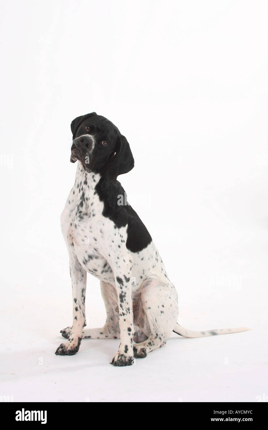 English pointer studio hi-res stock photography and images - Alamy