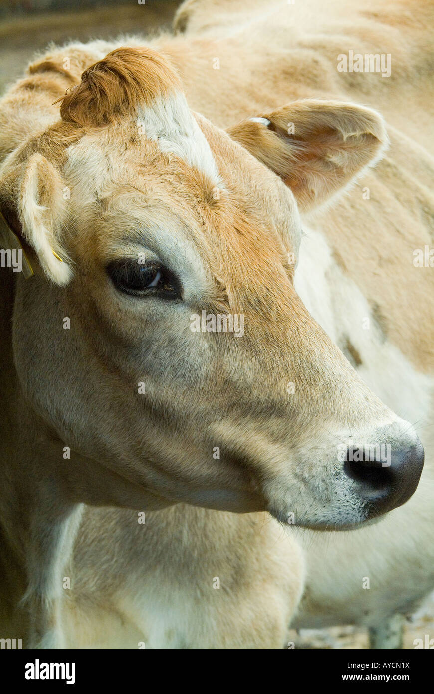 Farmhouse cow hi-res stock photography and images - Alamy