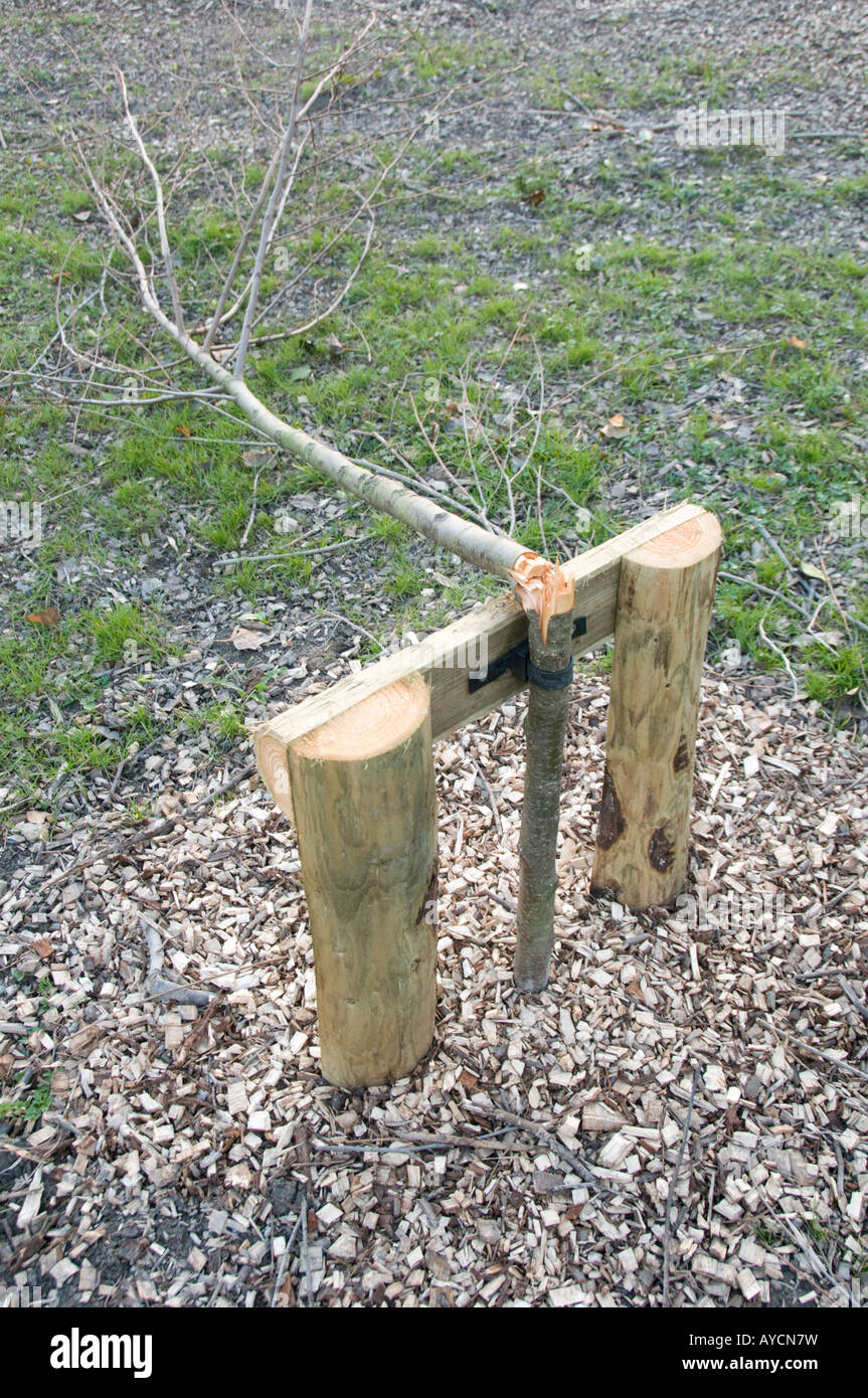 Snapped tree sapling hi-res stock photography and images - Alamy