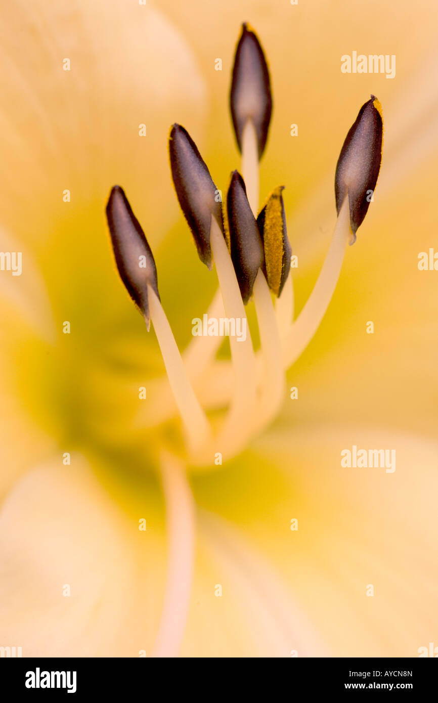 Individual stamens hi-res stock photography and images - Alamy