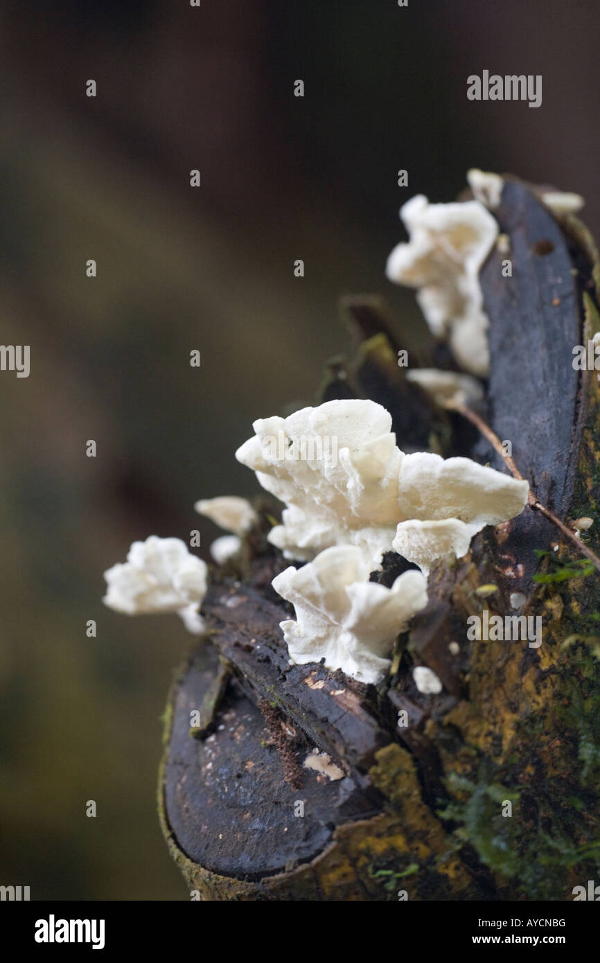 White fungus growing on a tree branch stump in the cloud forest on ...