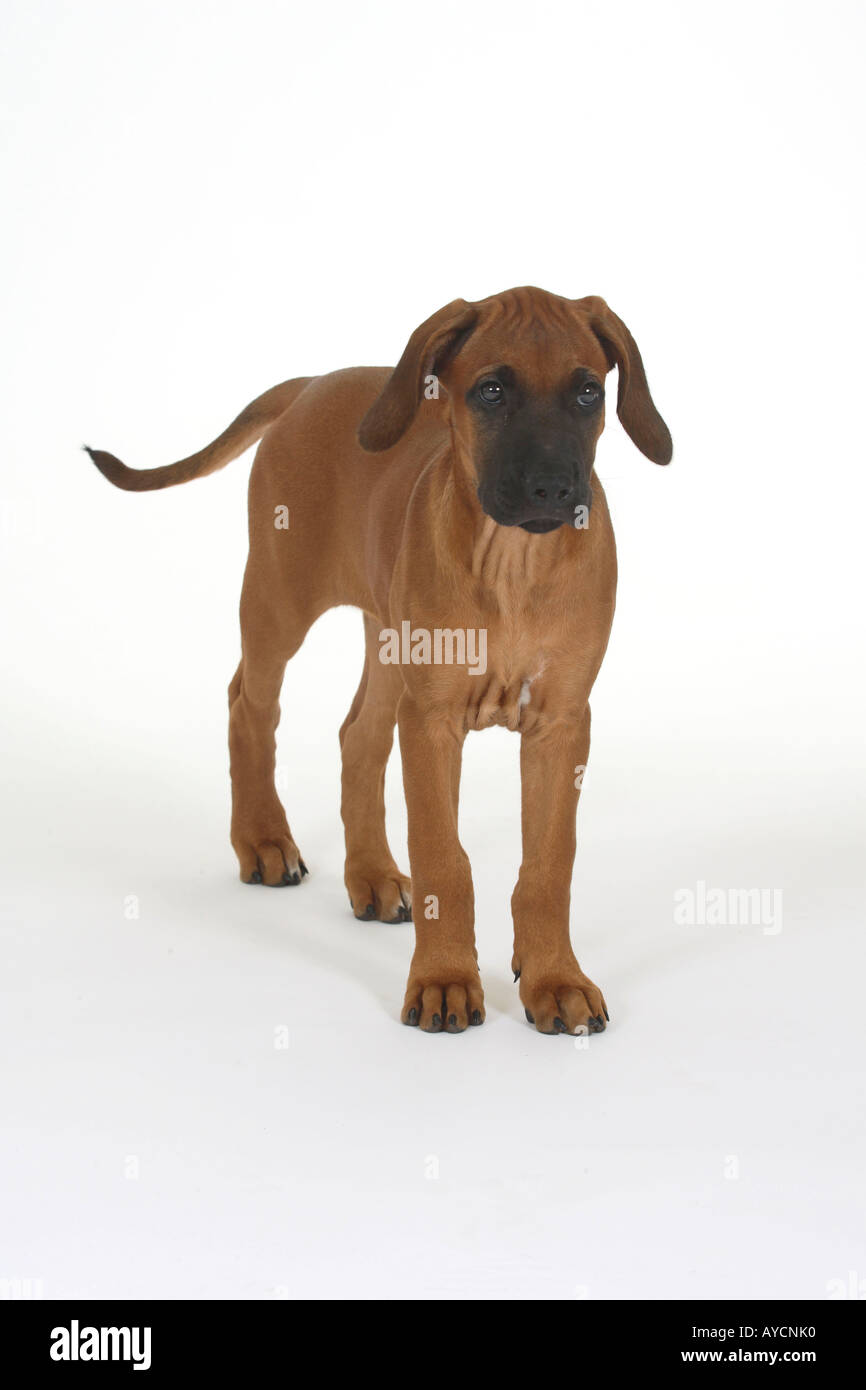 Rhodesian Ridgeback puppy 10 weeks Stock Photo - Alamy
