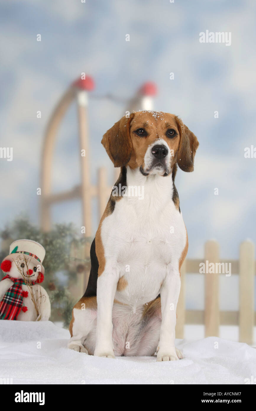 Beagle sitting snow hi-res stock photography and images - Alamy