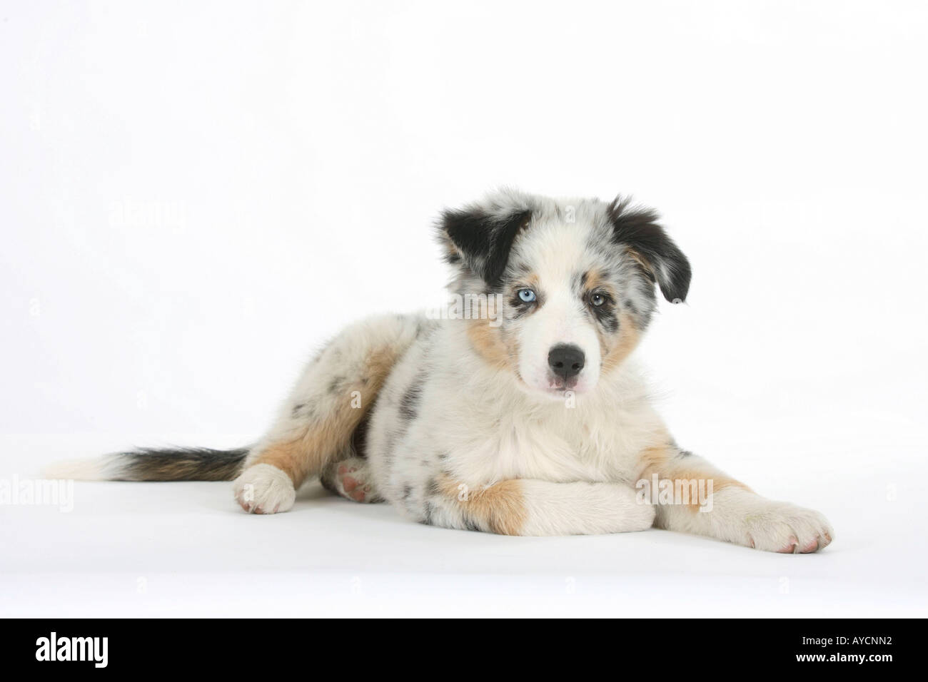 Australian Shepherd puppy 11 weeks Stock Photo - Alamy