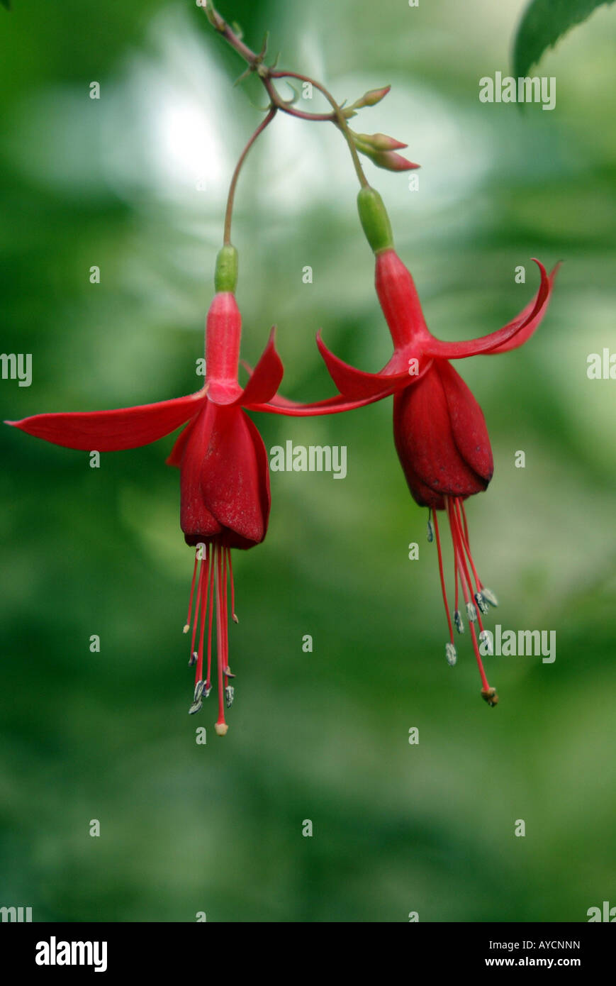 Red fuchsia hi-res stock photography and images - Alamy
