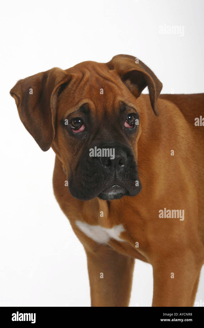 German Boxer puppy Stock Photo - Alamy