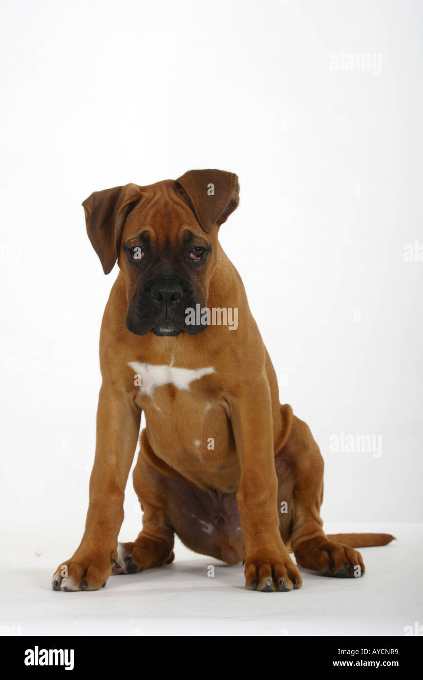 German Boxer puppy Stock Photo - Alamy