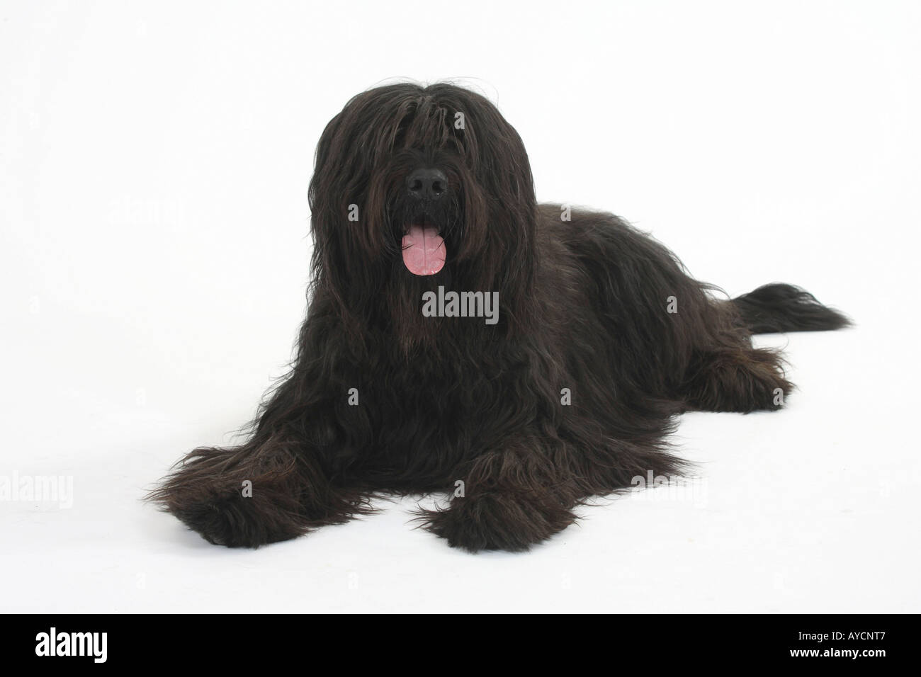 Briard Berger de Brie Stock Photo - Alamy