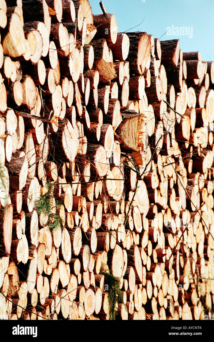 Stack of wood Stock Photo - Alamy