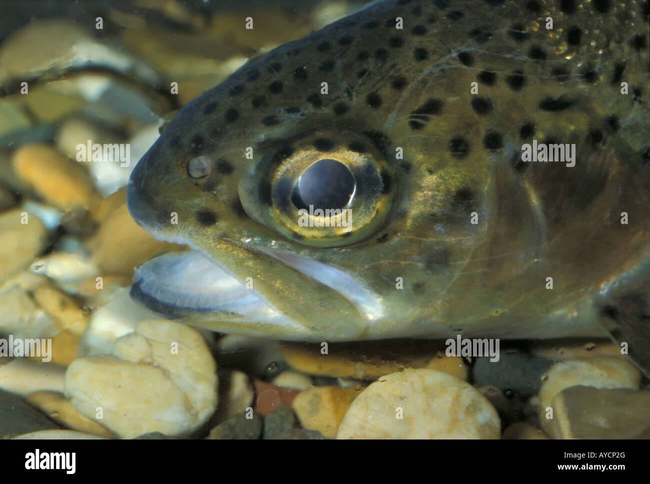 Rainbow trout, Oncorhynchus mykiss, Italy, Europe Stock Photo - Alamy
