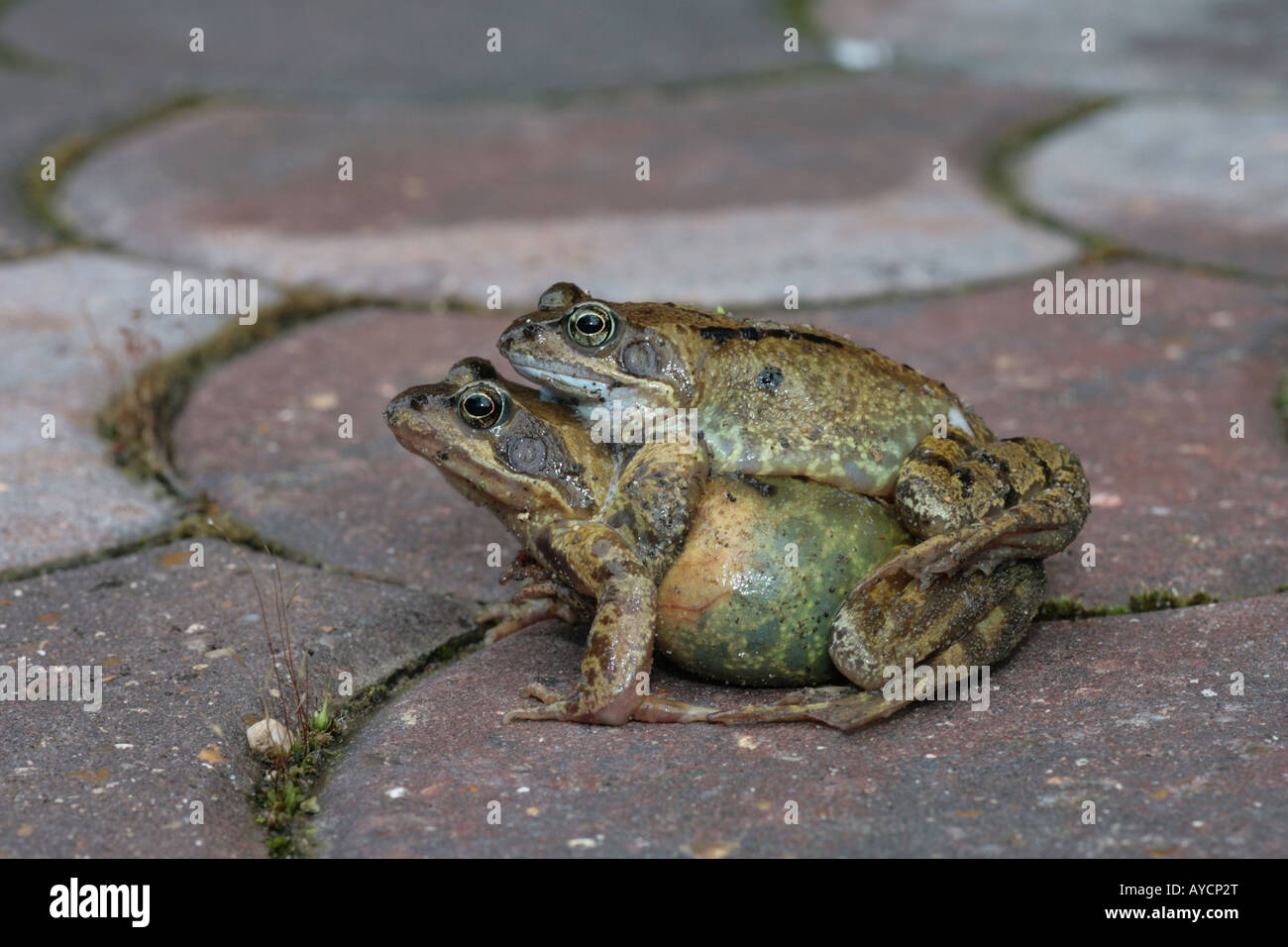 Mating frogs british isles hi-res stock photography and images - Alamy
