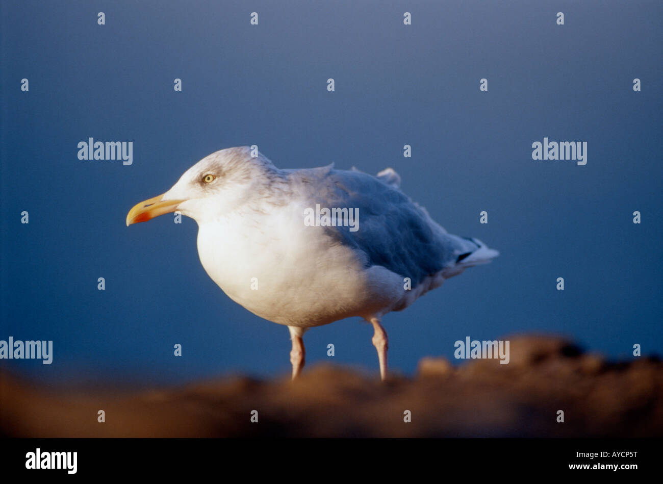 A seagull stands on a clifftop in late evening sunlight and faces into ...