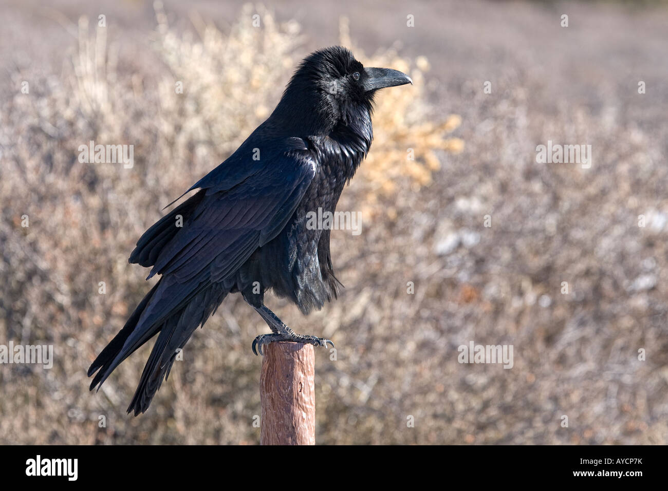 Raven on standing on a fence post at the Windows Section of Arches ...