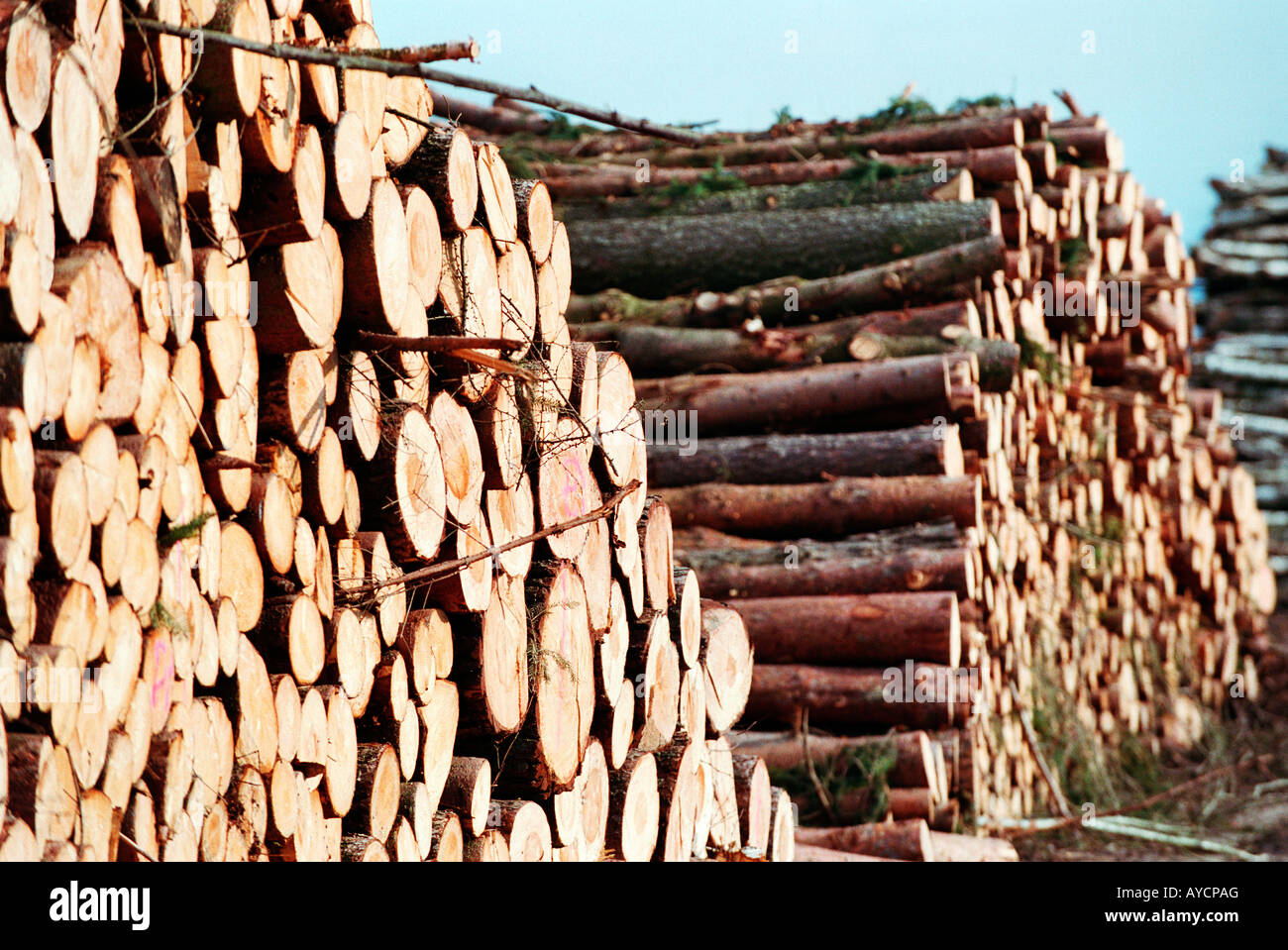 Stacks of wood Stock Photo - Alamy
