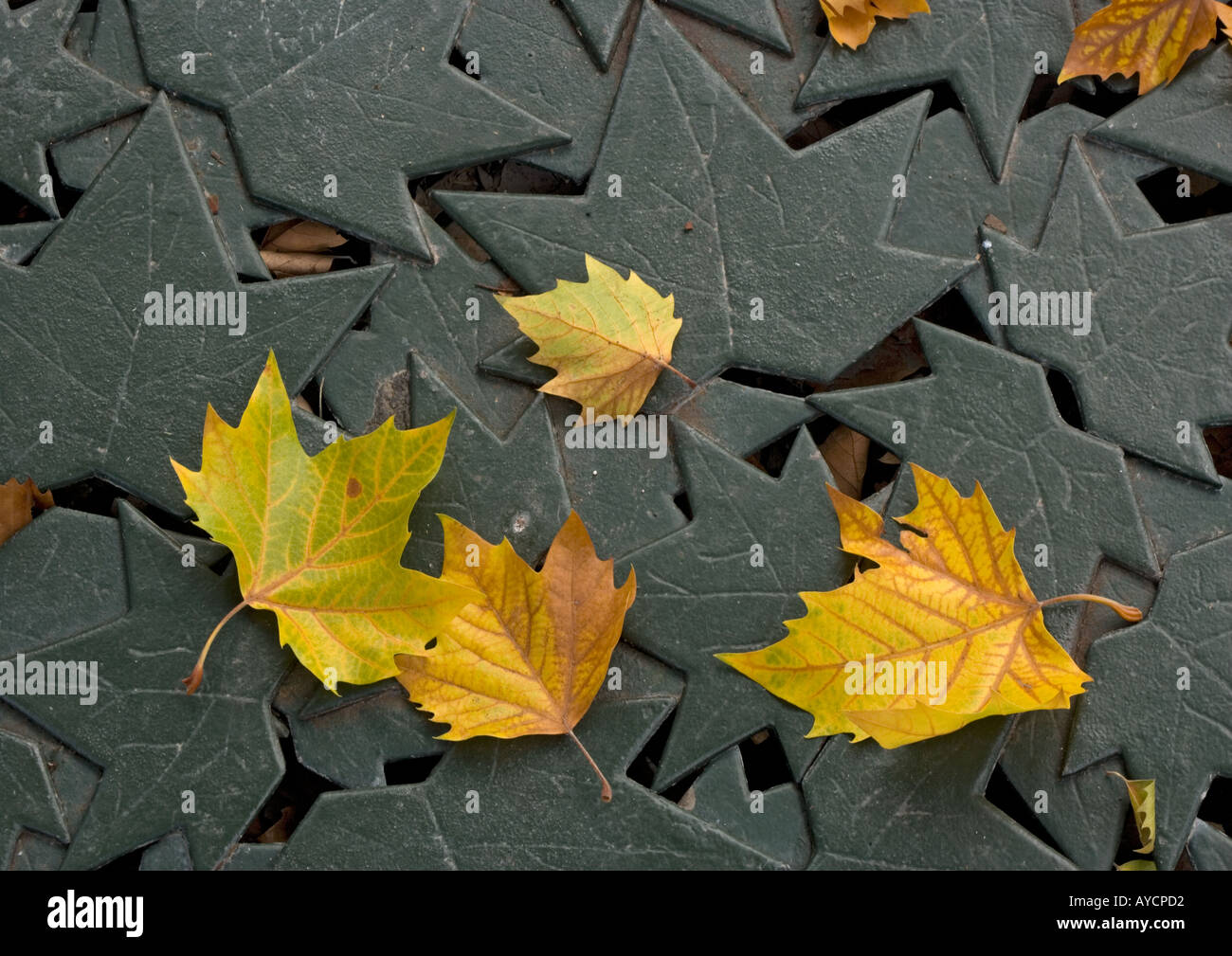 Plane leaves fallen on plane leaf design ironwork Autumn Castellane ...