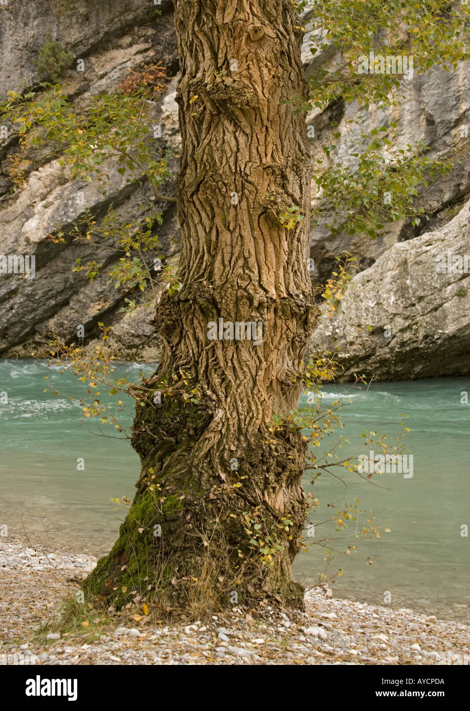 Black poplar populus nigra trunk hi-res stock photography and images ...