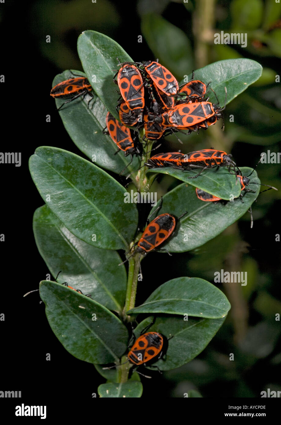 Box insects hi-res stock photography and images - Alamy