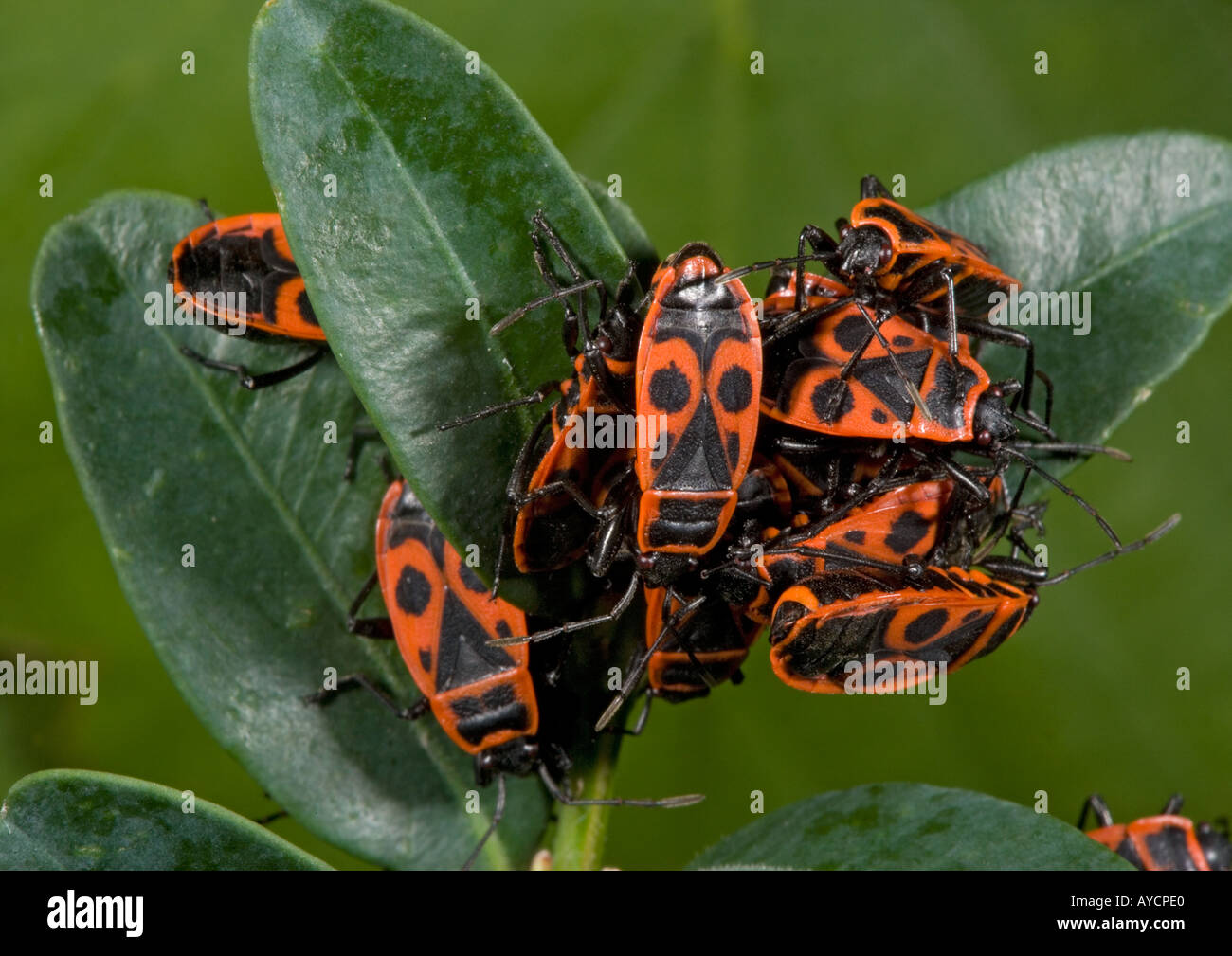 Box insects hi-res stock photography and images - Alamy