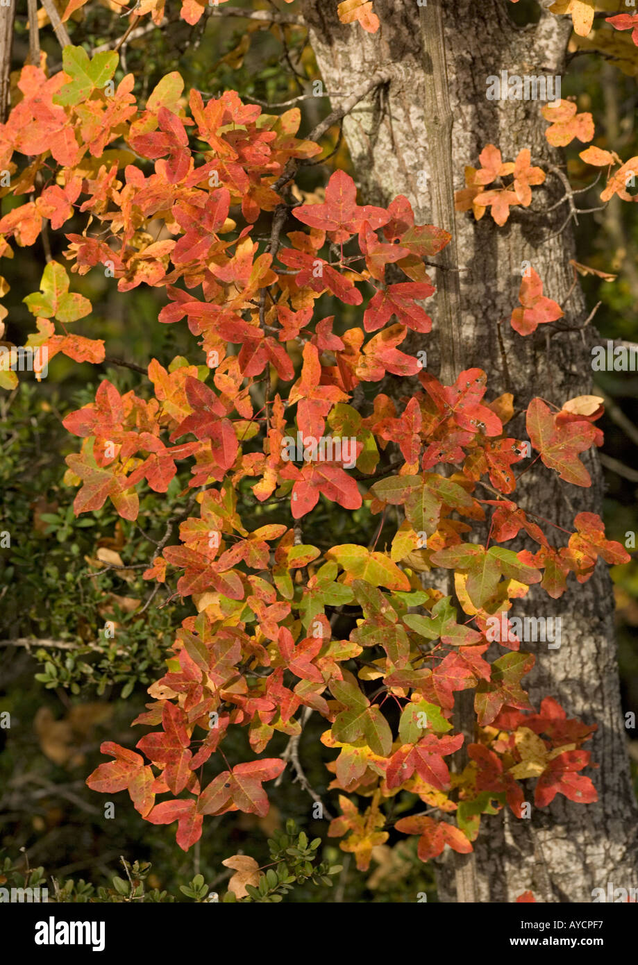 Montpellier maple tree hi-res stock photography and images - Alamy