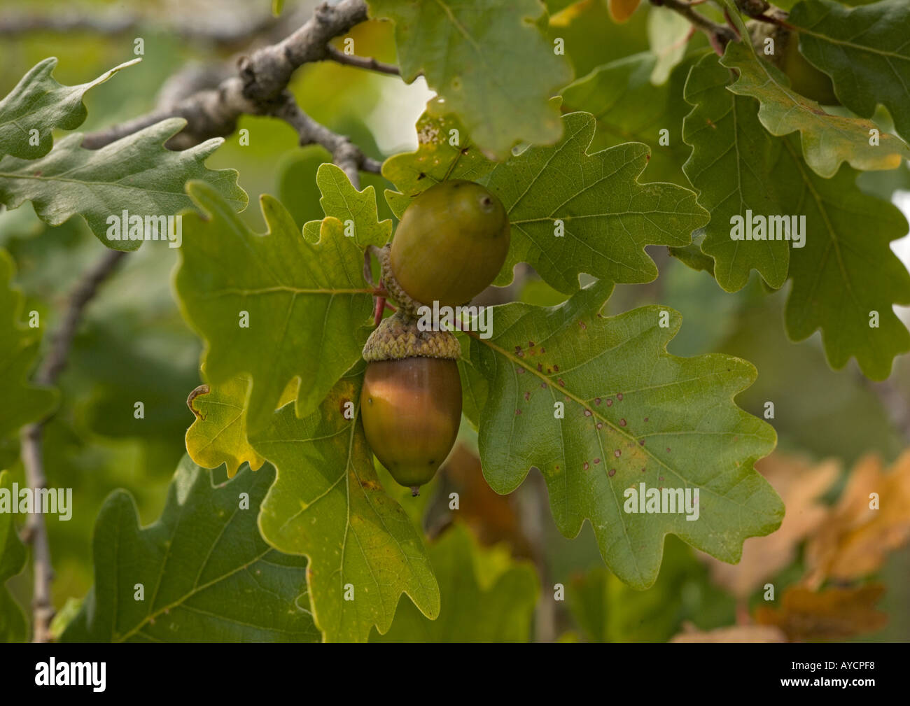 Quercus pubescens fruit hi-res stock photography and images - Alamy