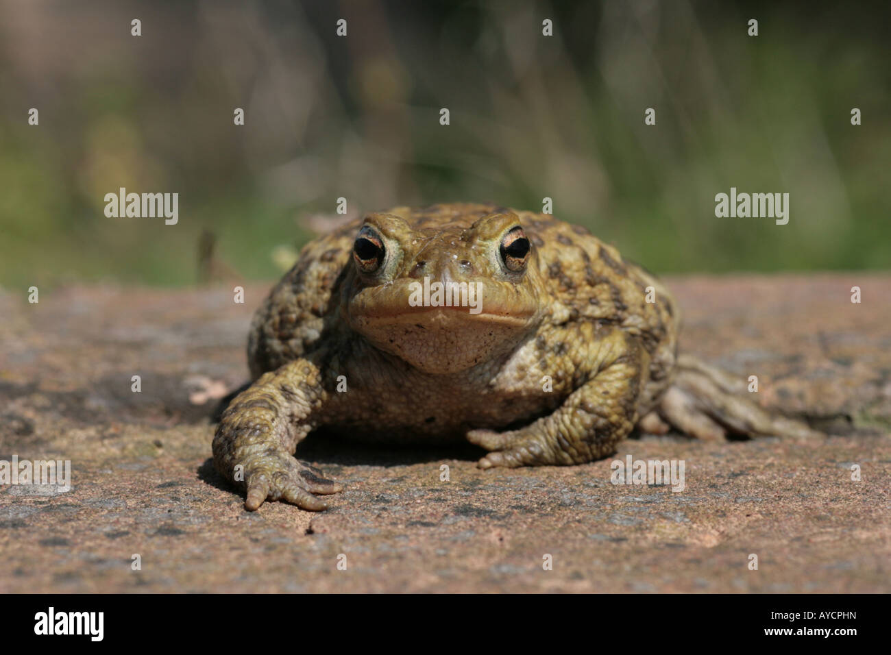 Common toad Bufo bufo Stock Photo - Alamy