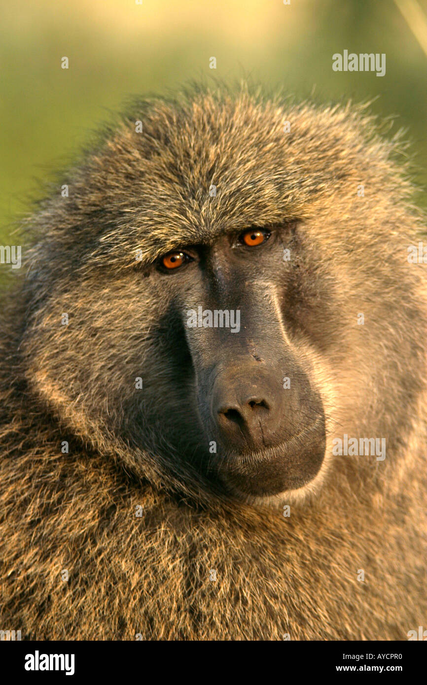 Male Baboon Serengeti Tanzania Stock Photo - Alamy