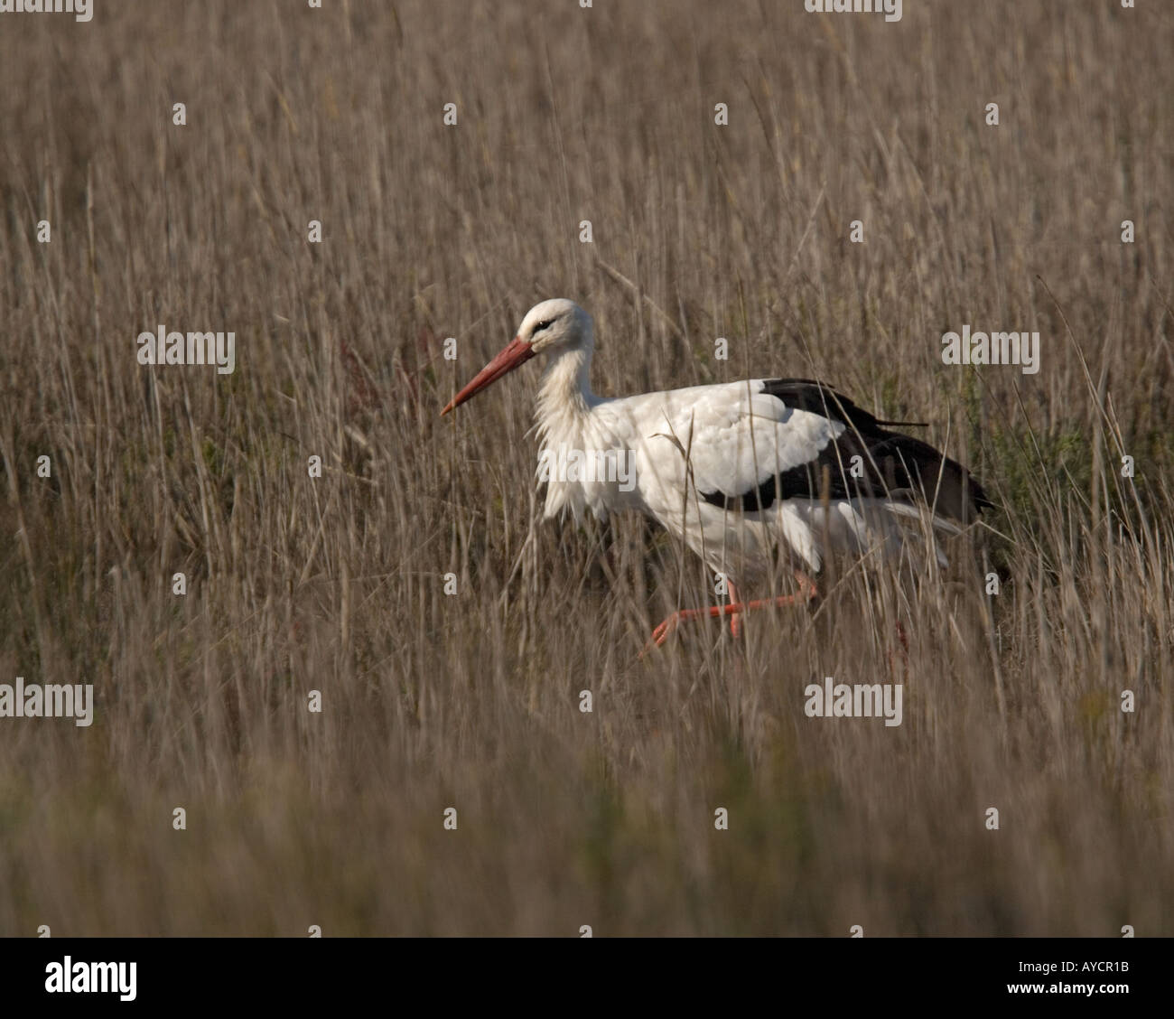 White stork hunting in reed bed Stock Photo - Alamy