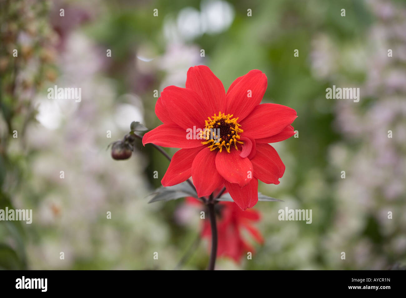 RED DAHLIA AGAINST DAPPLED FLORAL BACKGROUND Stock Photo - Alamy