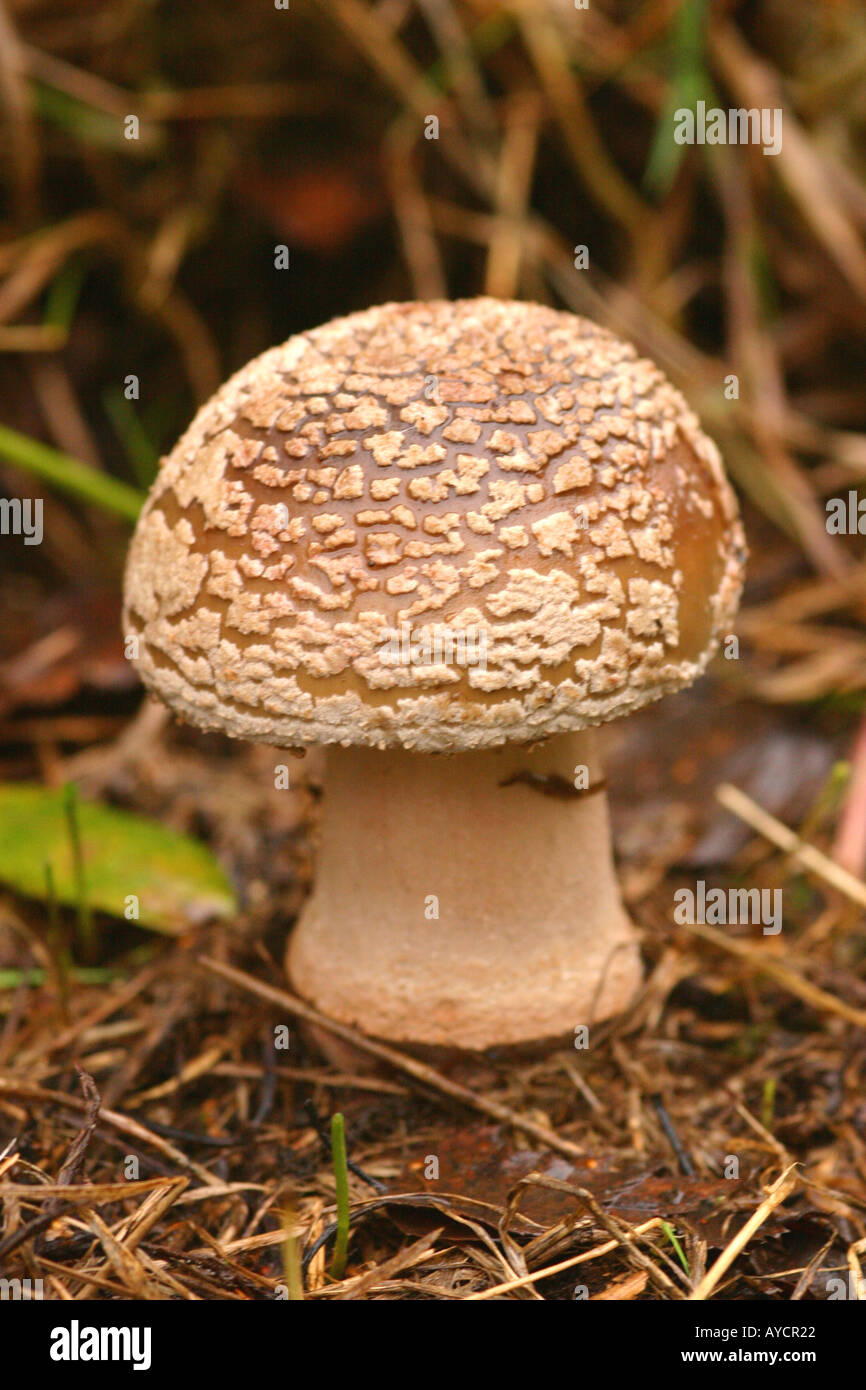 Exelsa hi-res stock photography and images - Alamy