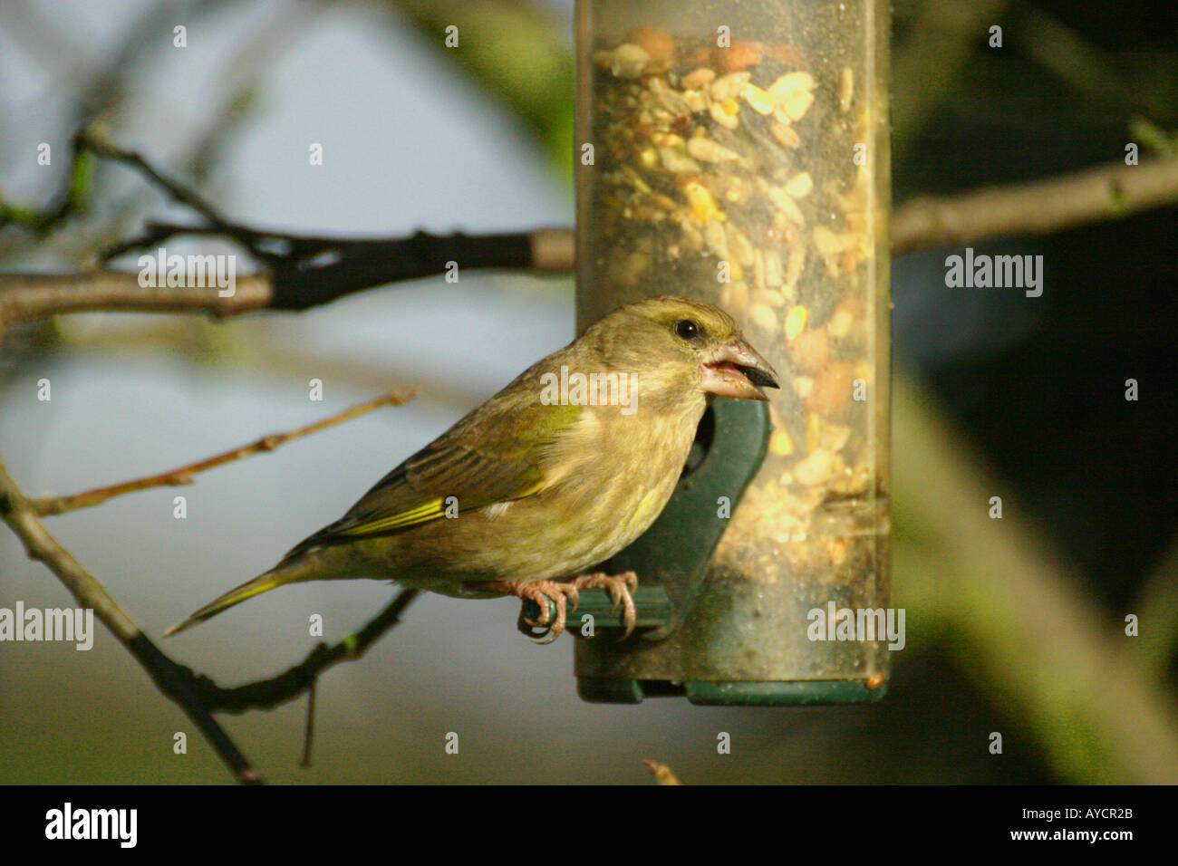 Greenfinch with seed in bill on feeder hi-res stock photography and ...