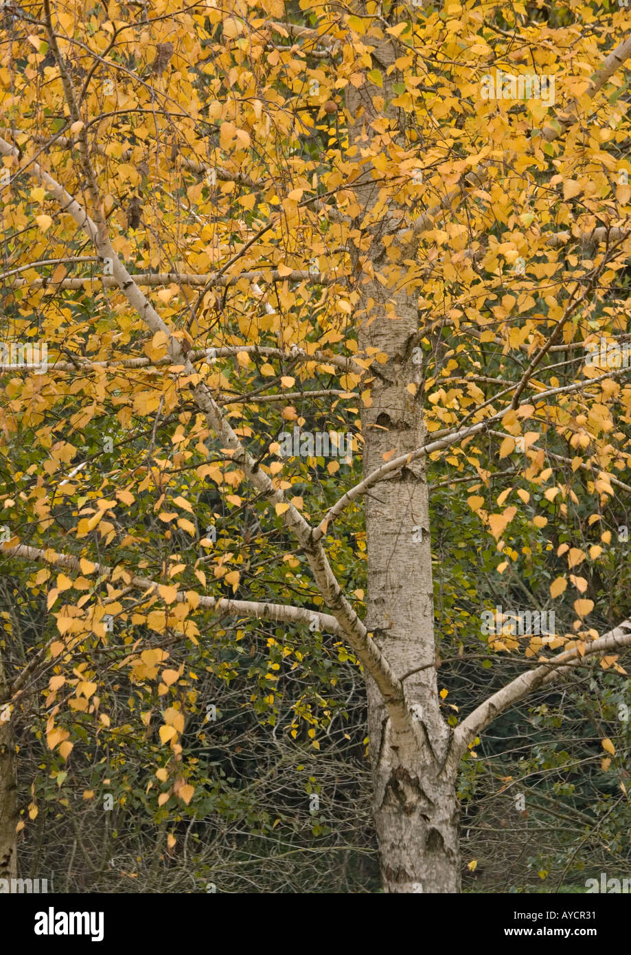 Bark of a birch tree hi-res stock photography and images - Alamy