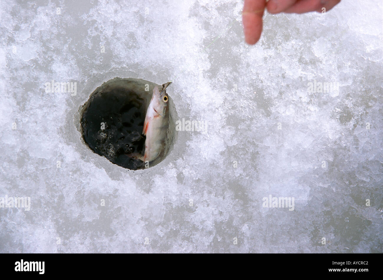 Bore fish hi-res stock photography and images - Alamy