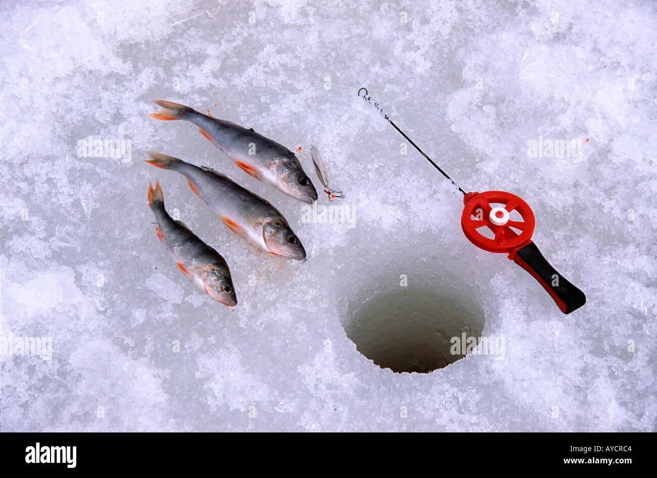Bore fish hi-res stock photography and images - Alamy
