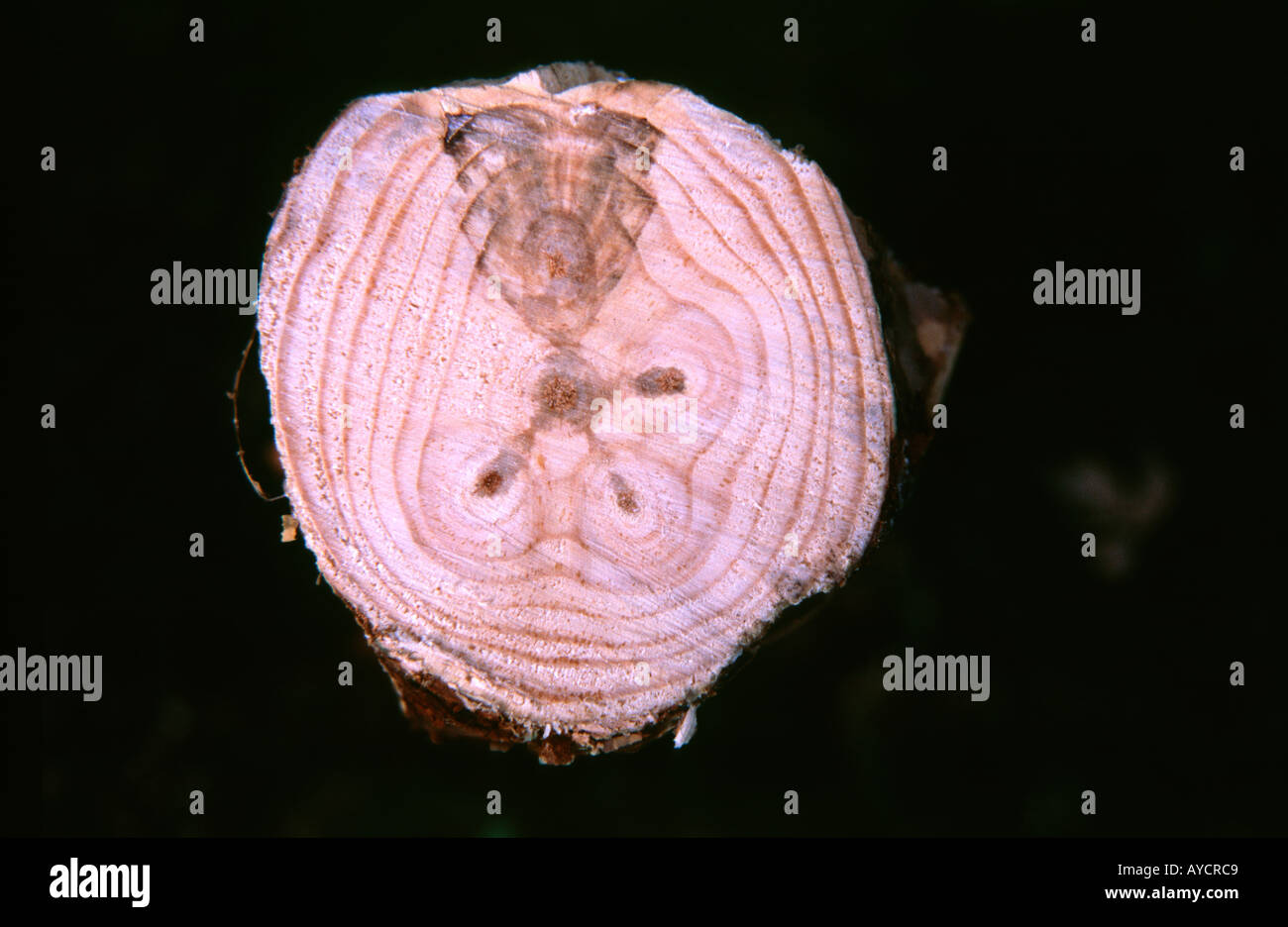 Trabit hi-res stock photography and images - Alamy