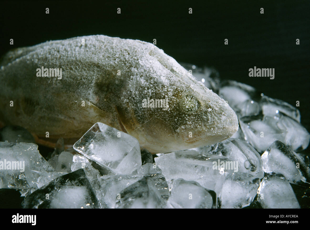 Frozen fish hi-res stock photography and images - Alamy