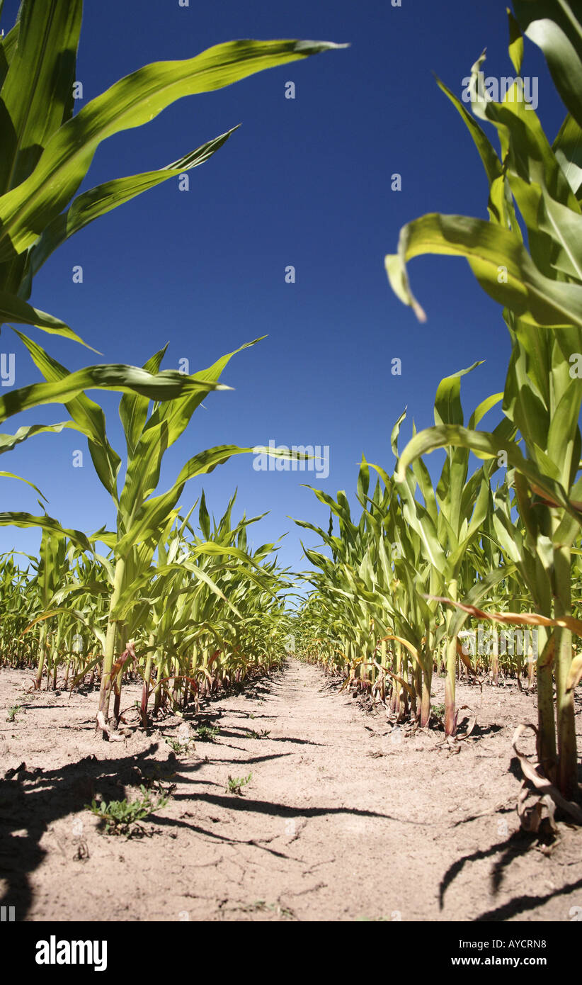 Indian corn maize Stock Photo - Alamy