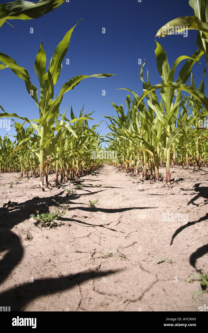 Indian corn maize Stock Photo - Alamy