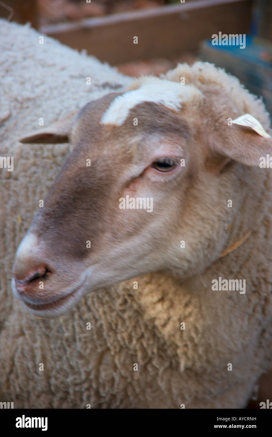 Sheep head shoulders hi-res stock photography and images - Alamy