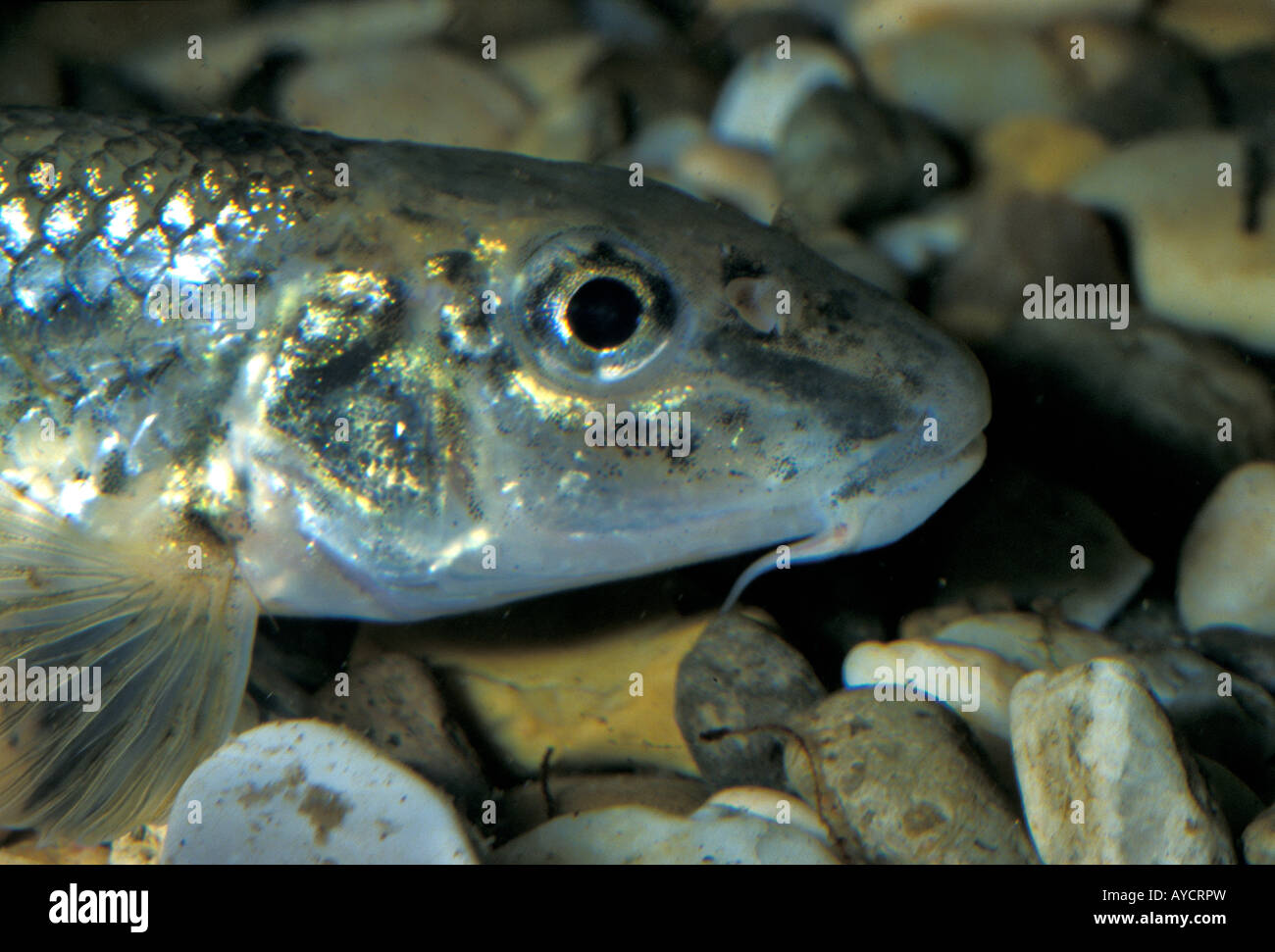 Gobio gobio, Ciprinidae, freshwater fish, Italy Stock Photo - Alamy