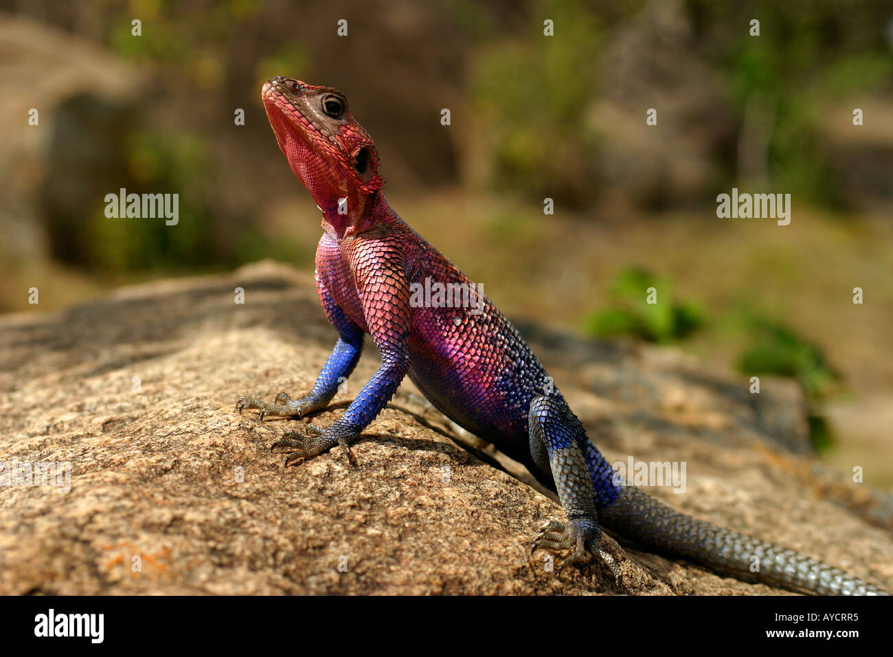 Red and blue lizard, tanzania hi-res stock photography and images - Alamy