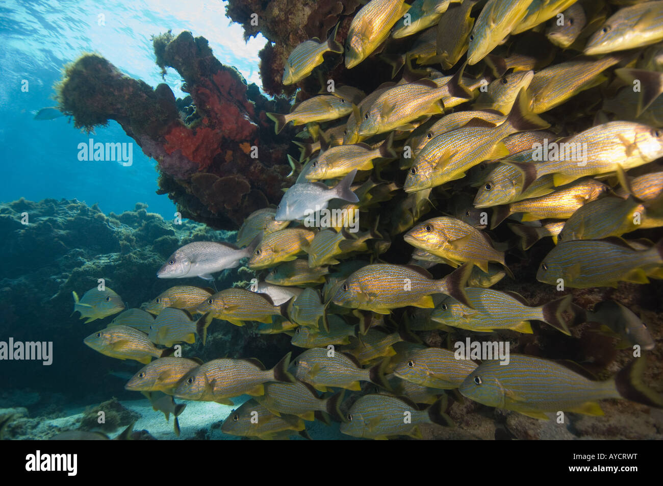 Coral ledge hi-res stock photography and images - Alamy