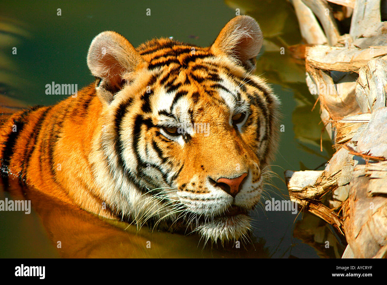 Tiger in Captivity Stock Photo - Alamy