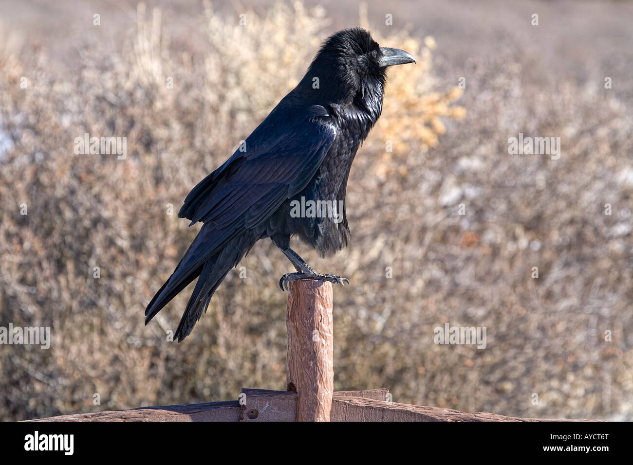 Raven on standing on a fence post at the Windows Section of Arches ...