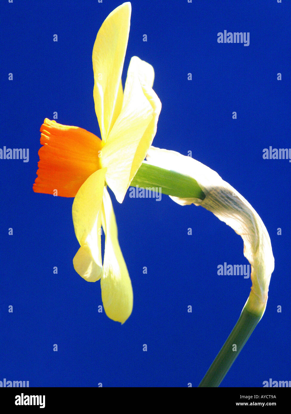 Single daffodil bloom side view with blue background Stock Photo - Alamy