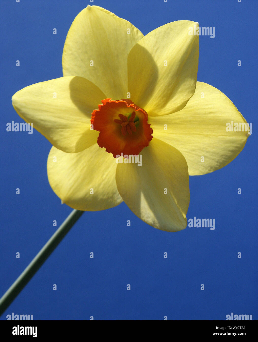 Single daffodil bloom Stock Photo - Alamy