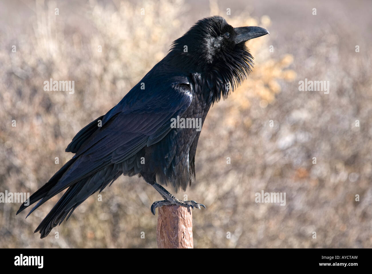 Raven standing on a fence post at the Windows Section of Arches ...